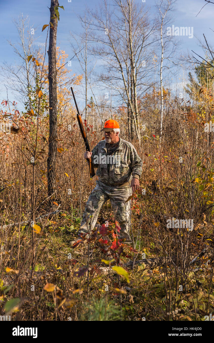 Ruffed grouse hunting in autumn Stock Photo - Alamy