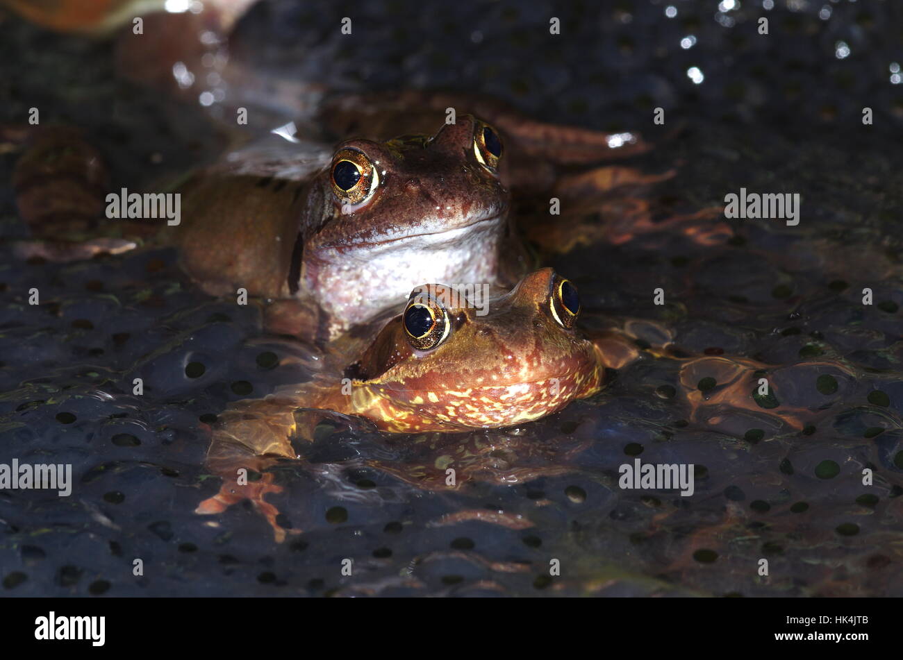 frog mating leichhardt waid Stock Photo - Alamy