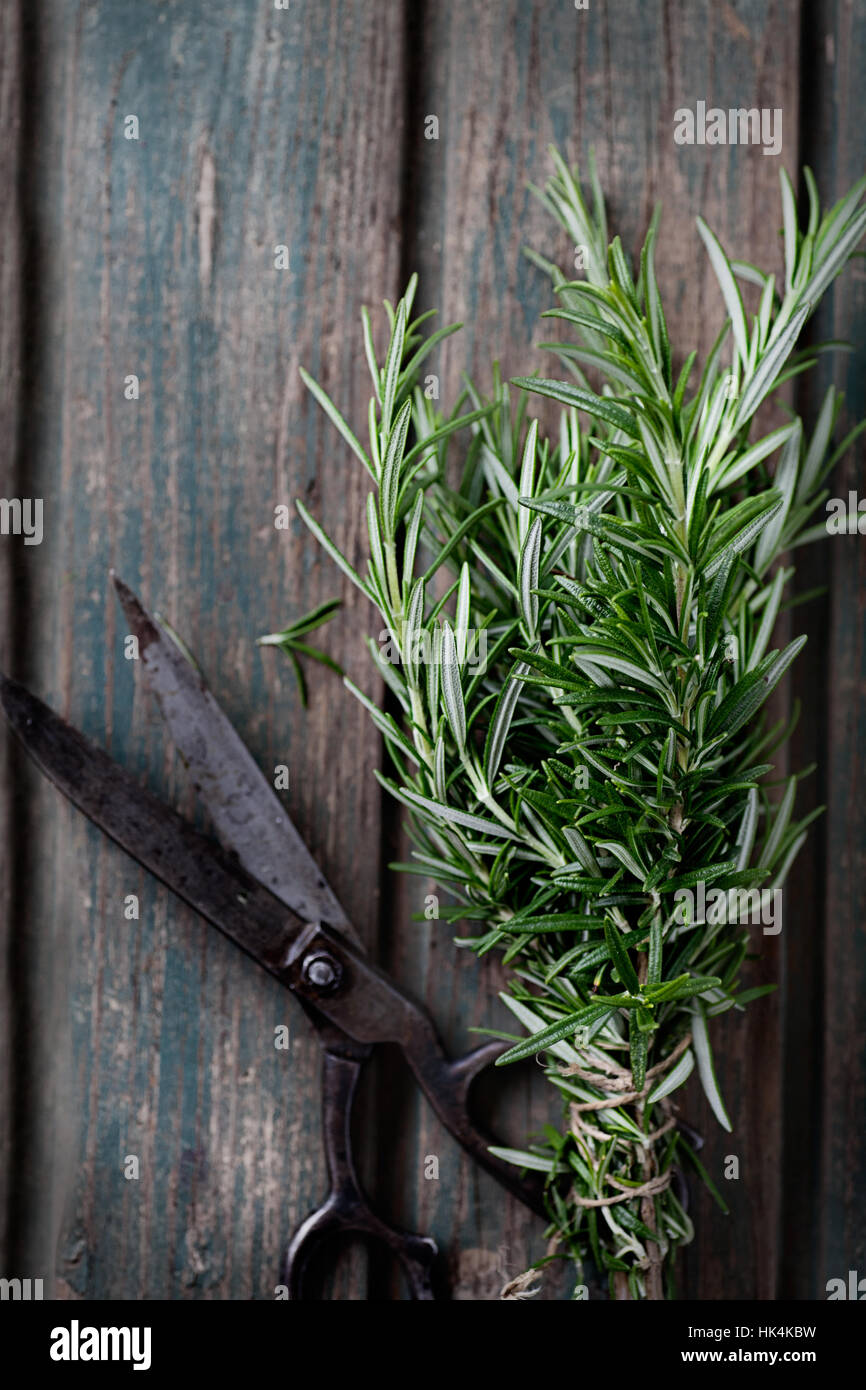 food, aliment, leaf, spice, model, design, project, concept, plan ...