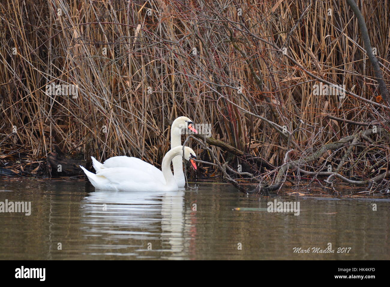 Two Mute Swans Stock Photo - Alamy