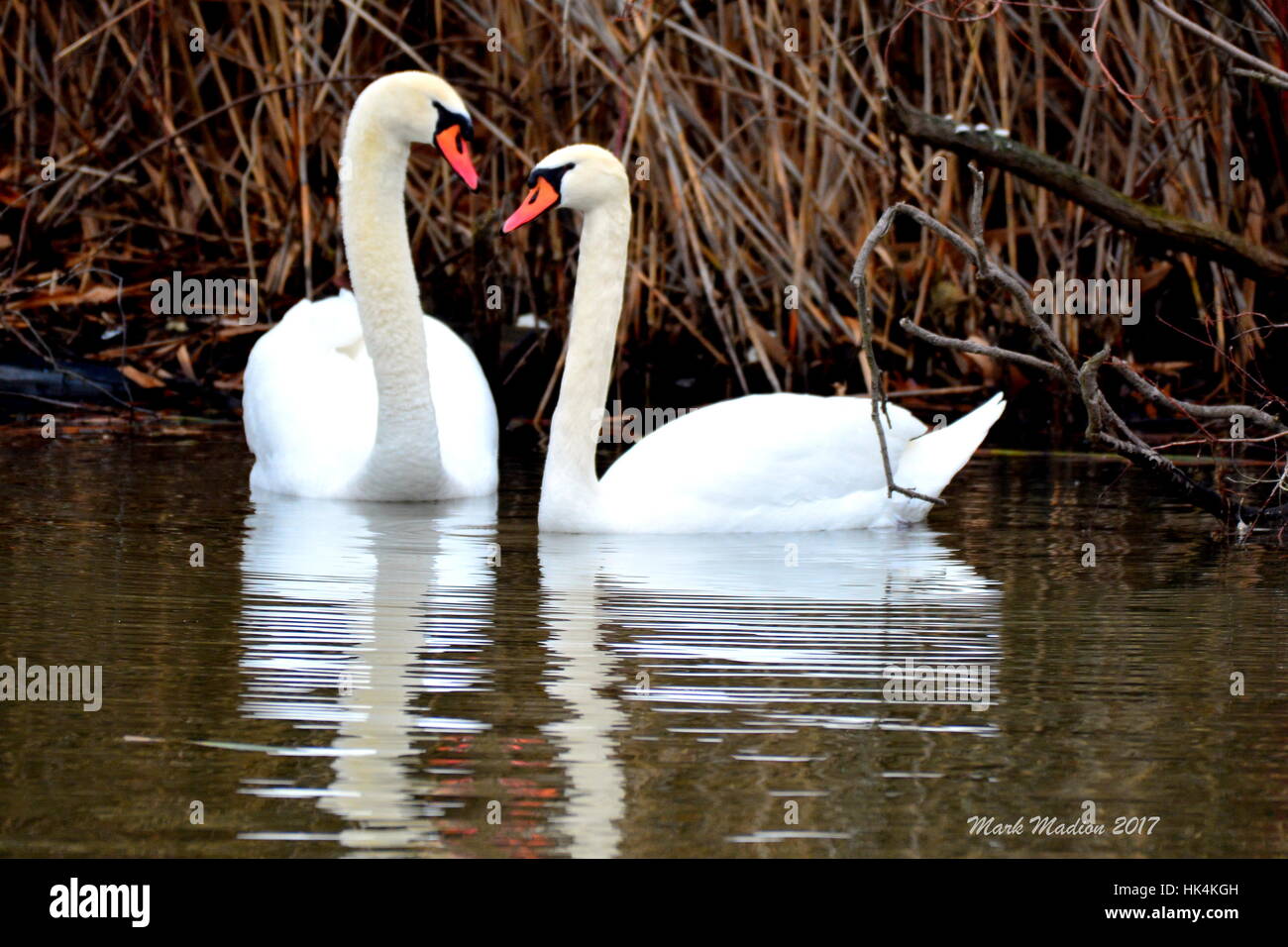 Romantic swans hi-res stock photography and images - Alamy