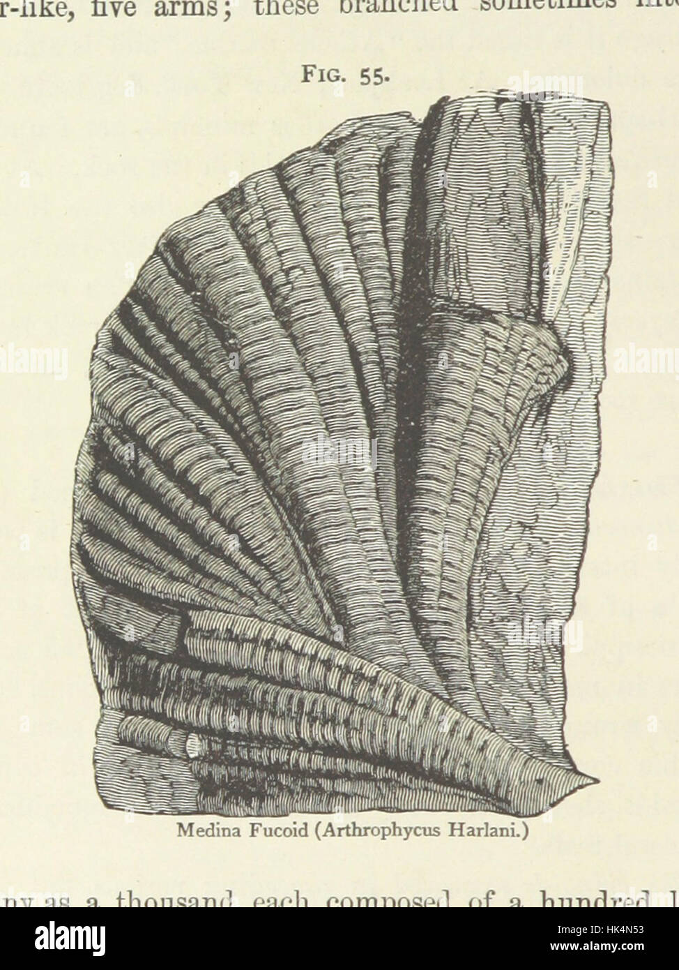 Image from page 132 of 'The Story of the Rocks,' a popular geology book ...