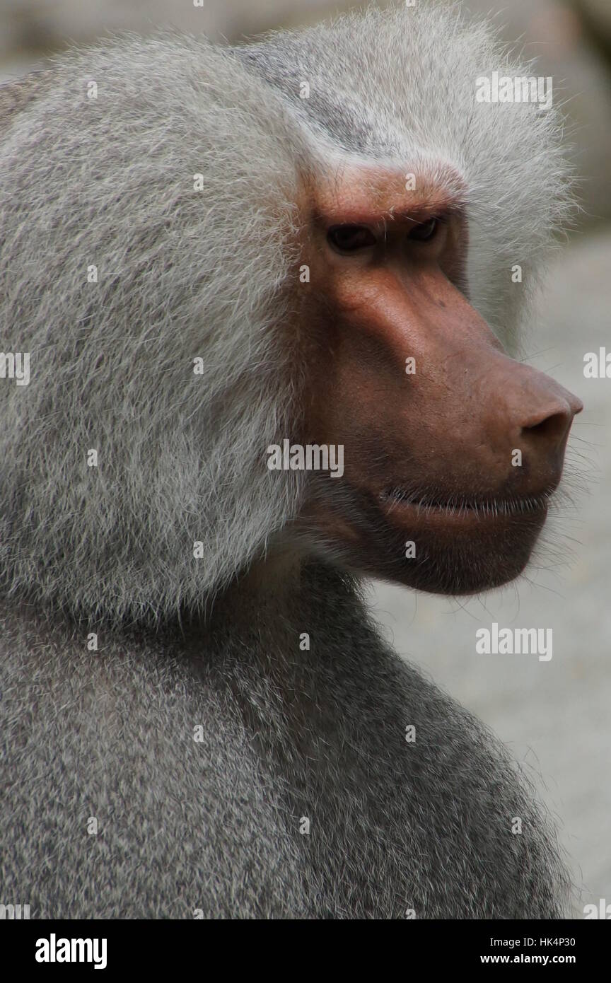 monkey, apes, baboon, monkey, skin, apes, baboon, nature, mantelpavian ...