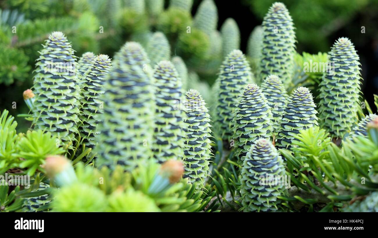 young shoots on the tree Stock Photo - Alamy