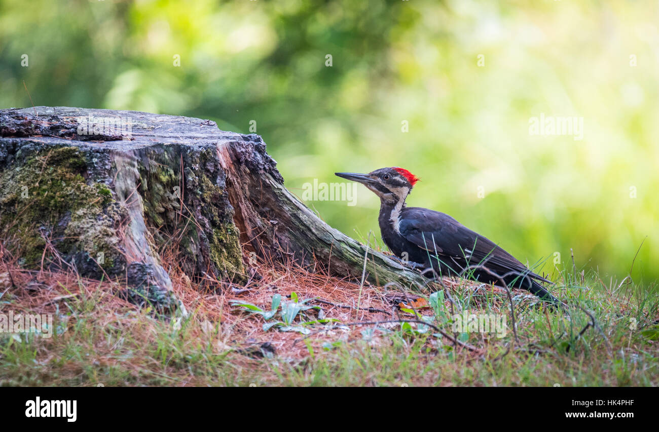 Young juvenile female Pileated woodpecker explores her world from a ...