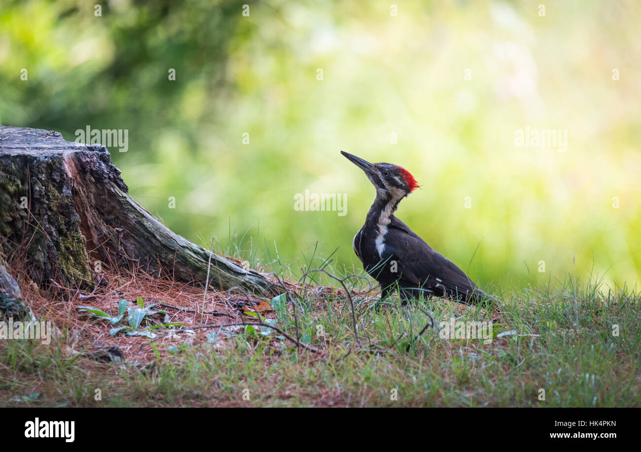 Pileated woodpecker juvenile hi-res stock photography and images - Alamy