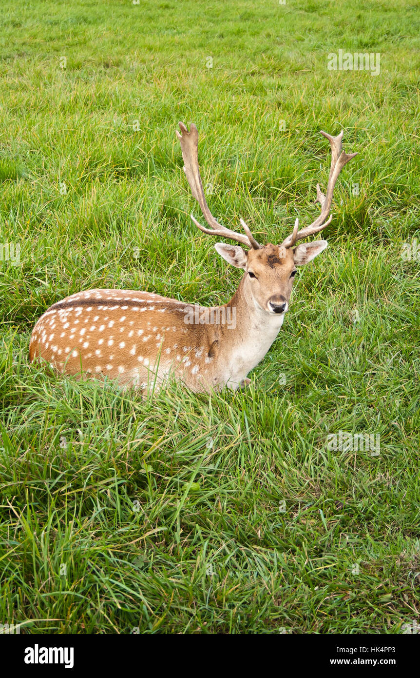 single, animal, mammal, brown, brownish, brunette, wild, male ...