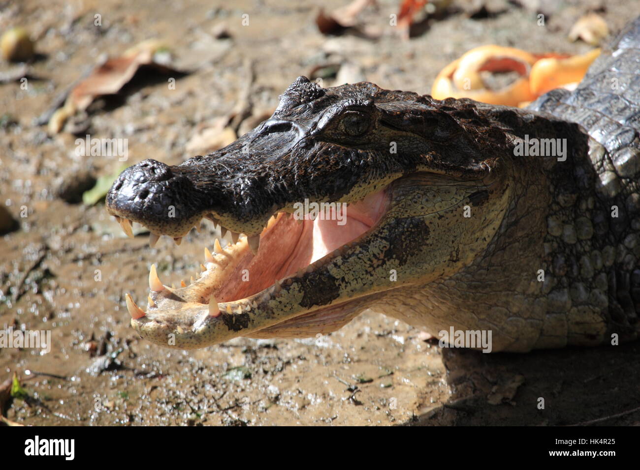 reptile, teeth, crocodile, reptiles, alligator, muzzle, danger, reptile ...