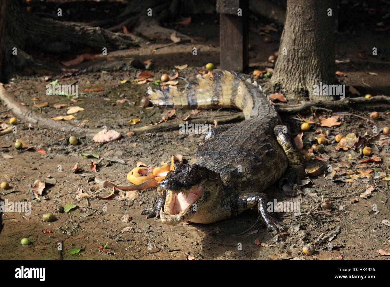 reptile, teeth, crocodile, reptiles, alligator, muzzle, danger, reptile ...