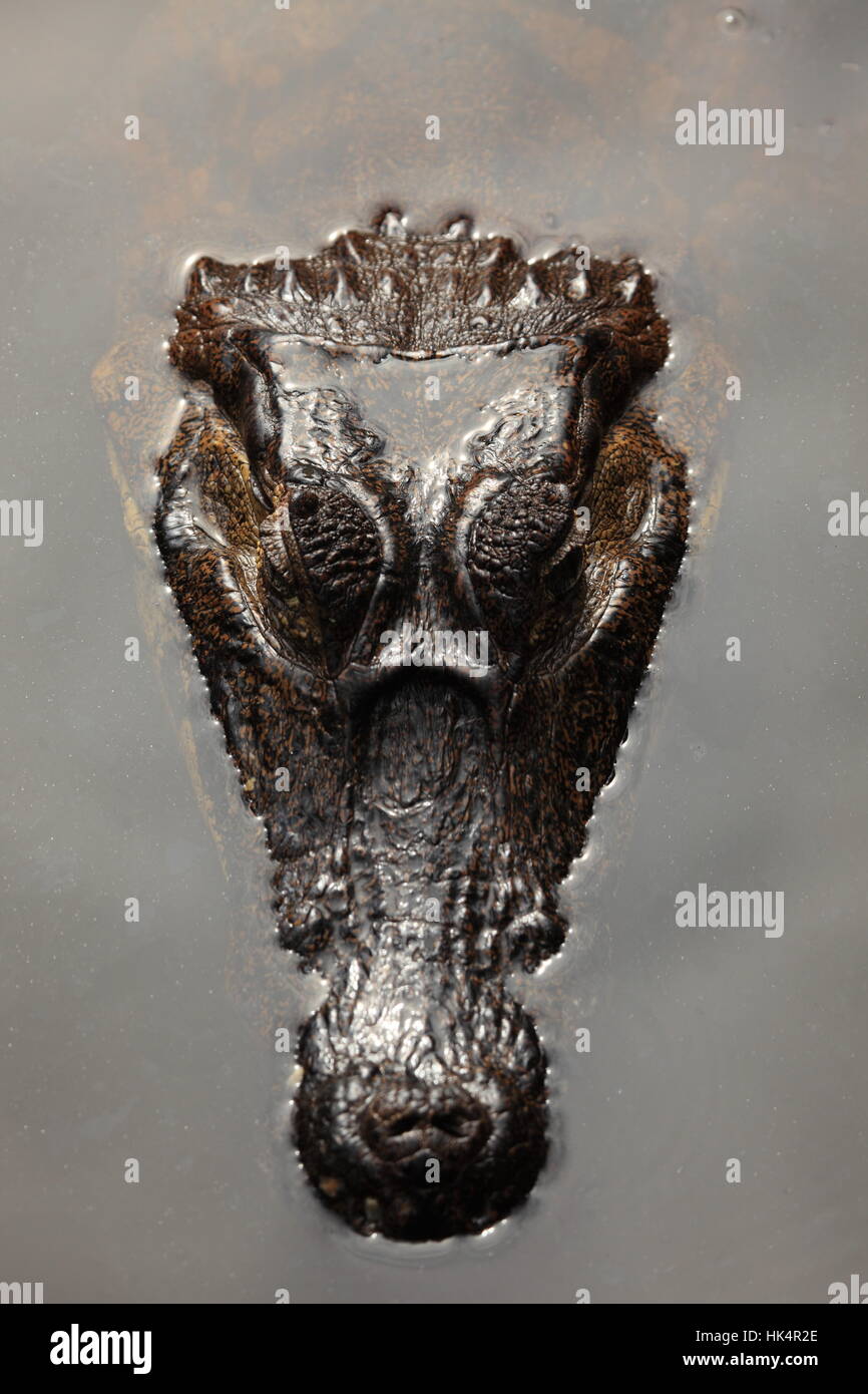 reptile, teeth, crocodile, reptiles, alligator, muzzle, danger, reptile ...