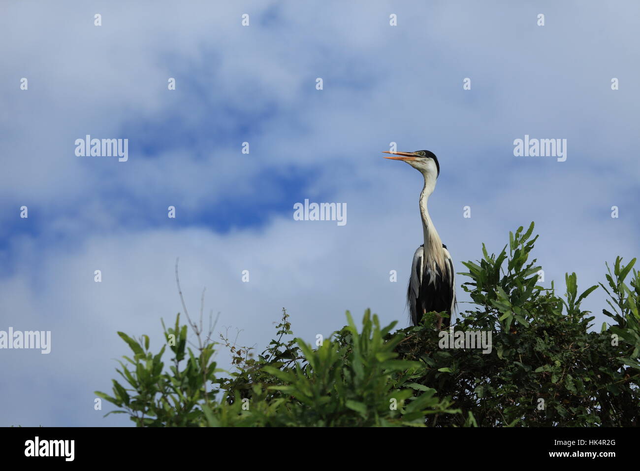Pampa Jungle High Resolution Stock Photography and Images - Alamy