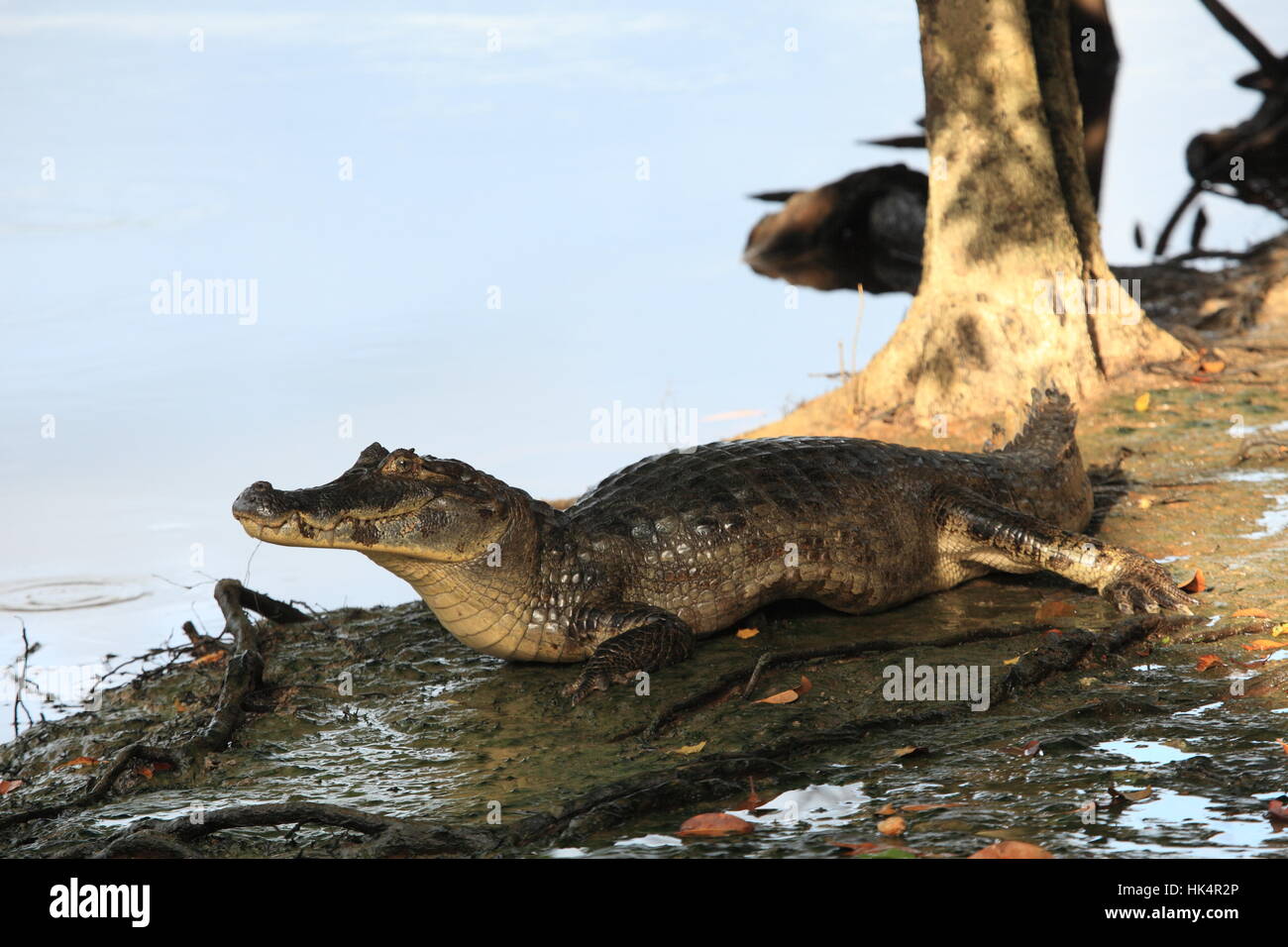 reptile, teeth, crocodile, reptiles, alligator, muzzle, danger, reptile ...