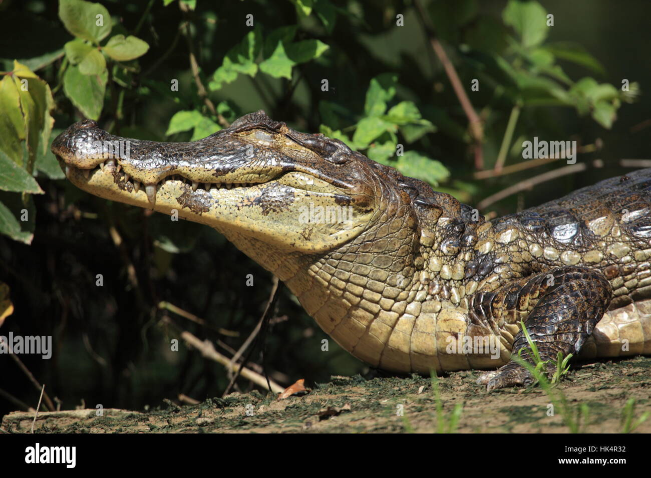 reptile, teeth, crocodile, reptiles, alligator, muzzle, danger, reptile ...