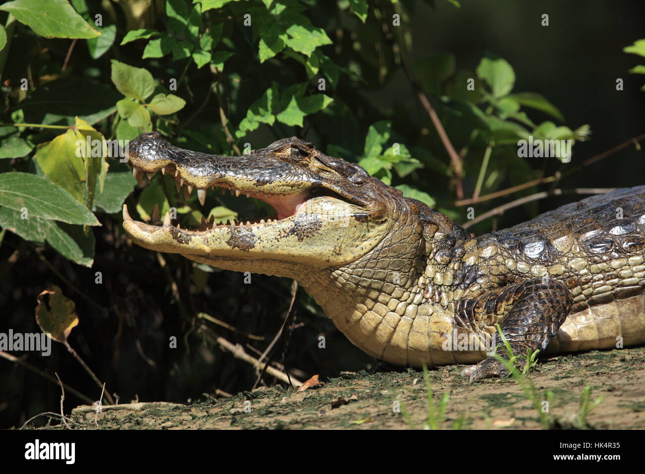 reptile, teeth, crocodile, reptiles, alligator, muzzle, danger, reptile ...
