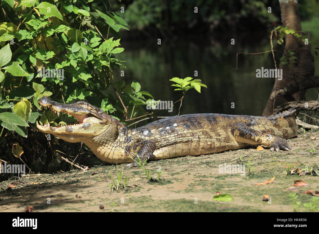reptile, teeth, crocodile, reptiles, alligator, muzzle, danger, reptile ...