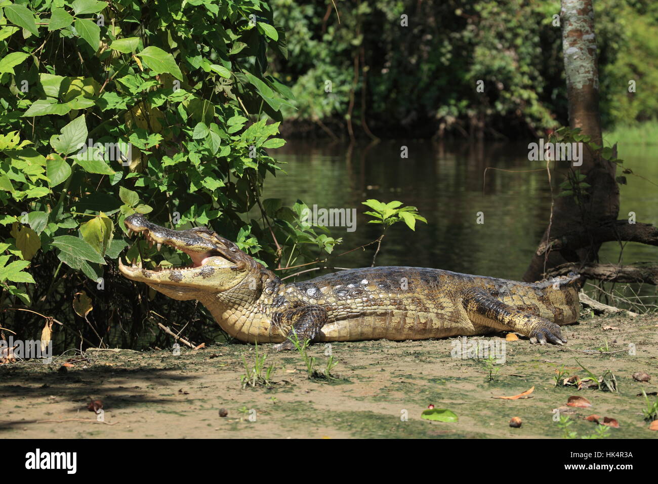 reptile, teeth, crocodile, reptiles, alligator, muzzle, danger, reptile ...