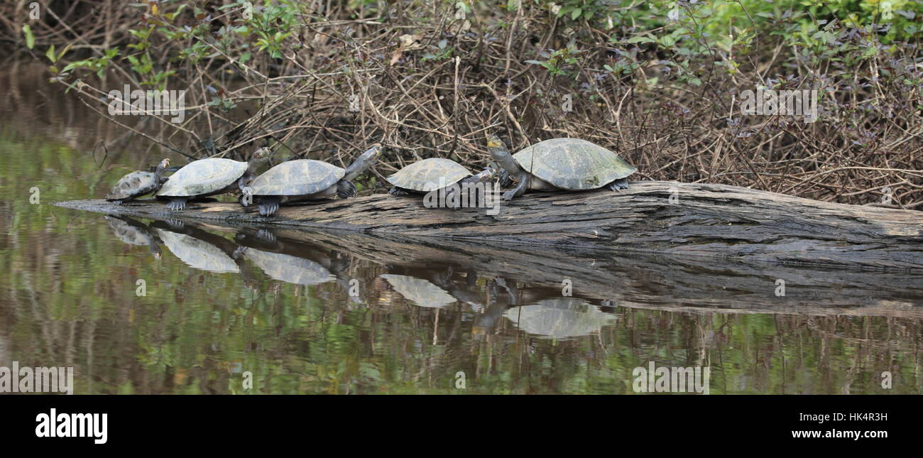 reptile, swamp, reptiles, turtles, pampa, terrapins, amazon, turtle ...