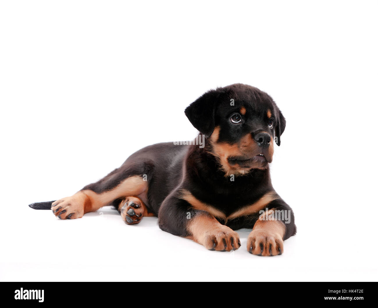 Brown Rottweiler Dog