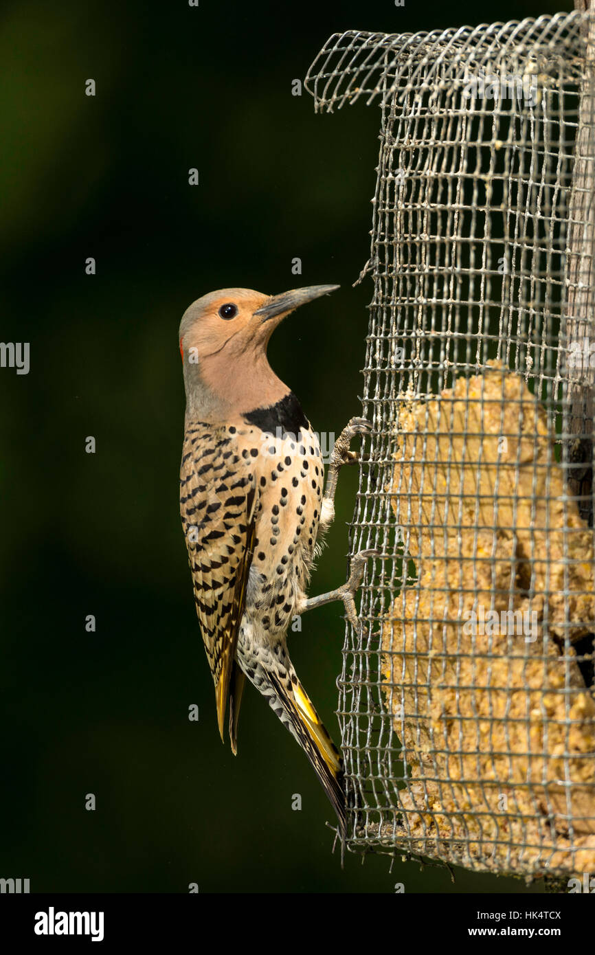 Flicker on feeder hi-res stock photography and images - Alamy