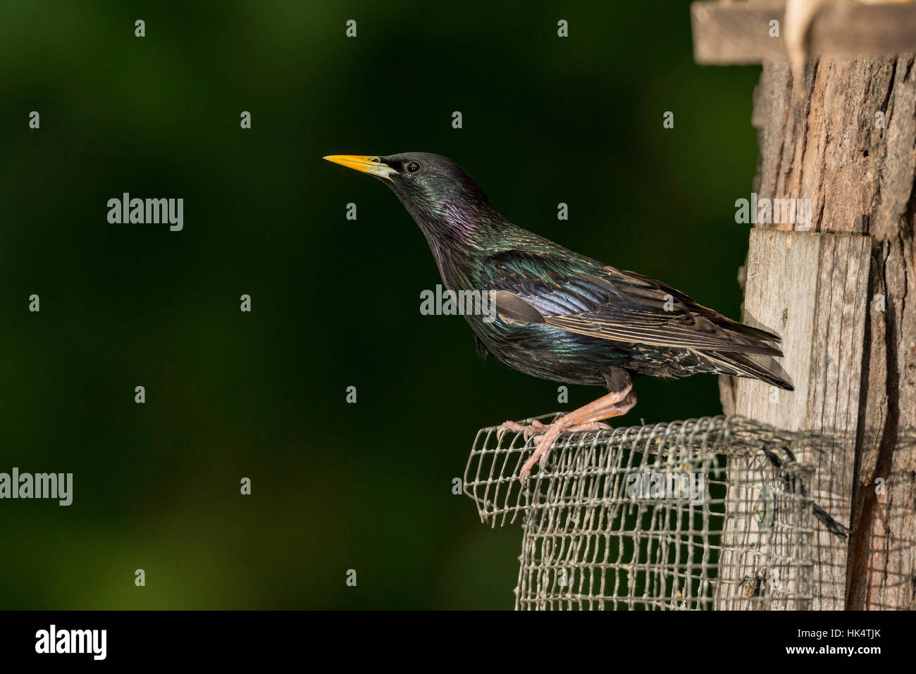 Starling in breeding plumage hi-res stock photography and images - Alamy