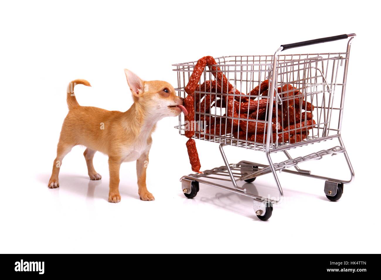 puppy with shopping cart Stock Photo - Alamy