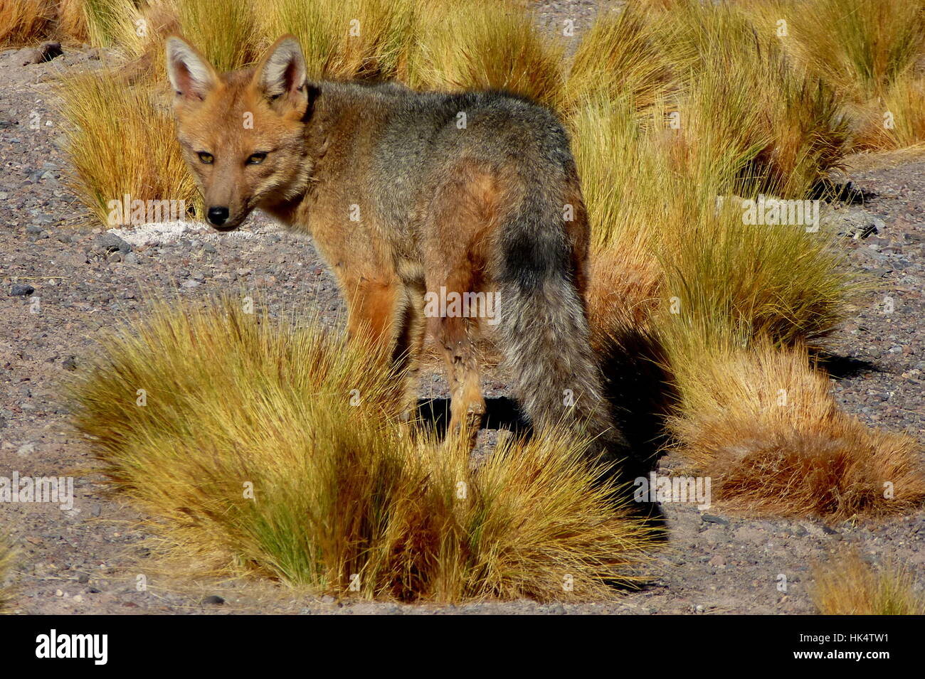 argentina, chile, south america, fox, argentina, chile, south america ...