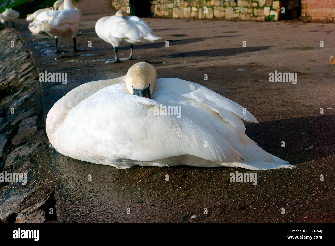 WHITE SWAN RESTING Stock Photo - Alamy