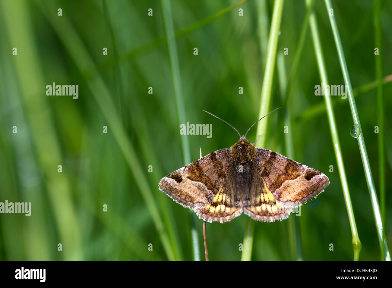 garden, flies, flight, brown, brownish, brunette, field, spring ...