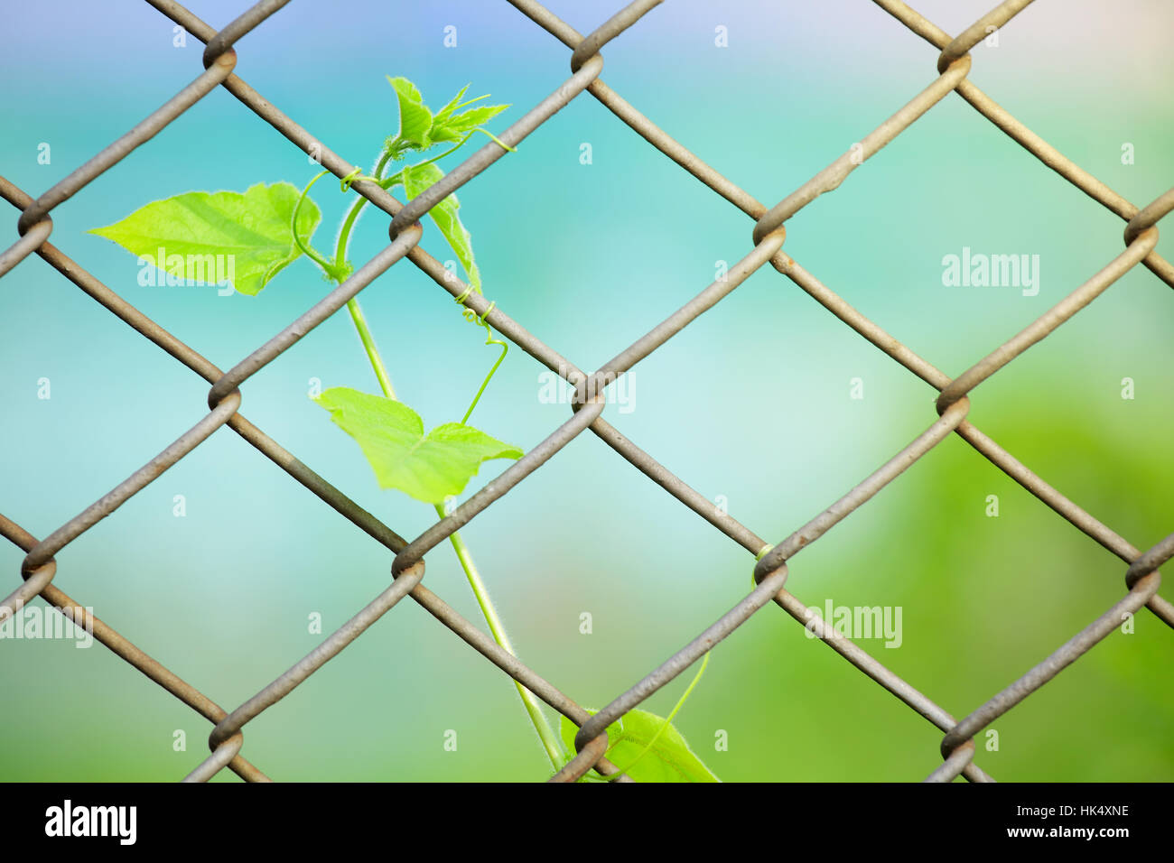 strong, cross, guard, chain, wall, net, metal, barrier, protect ...