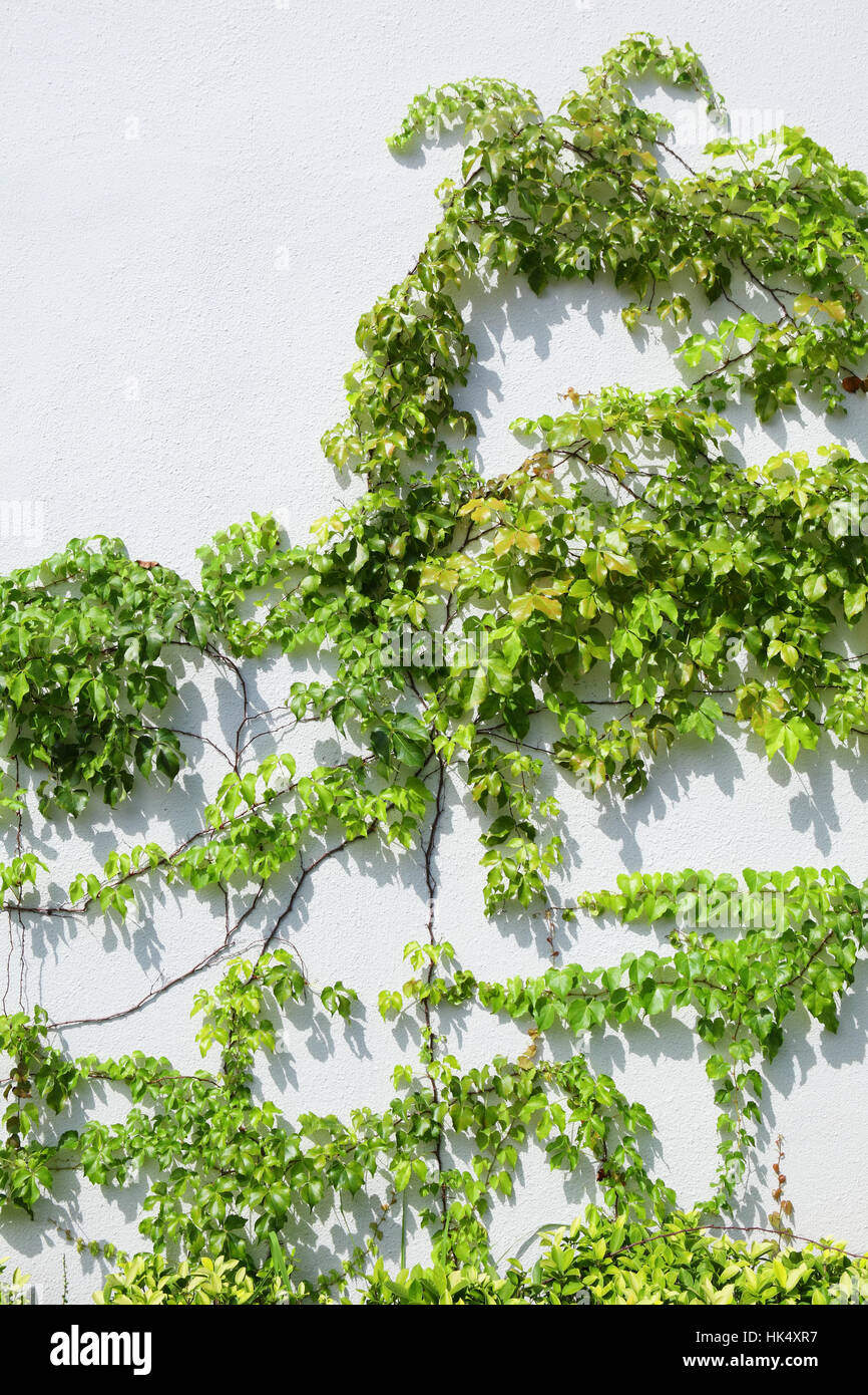 leaf, tree, flower, plant, botany, wall, branch, root, stalk, stem ...