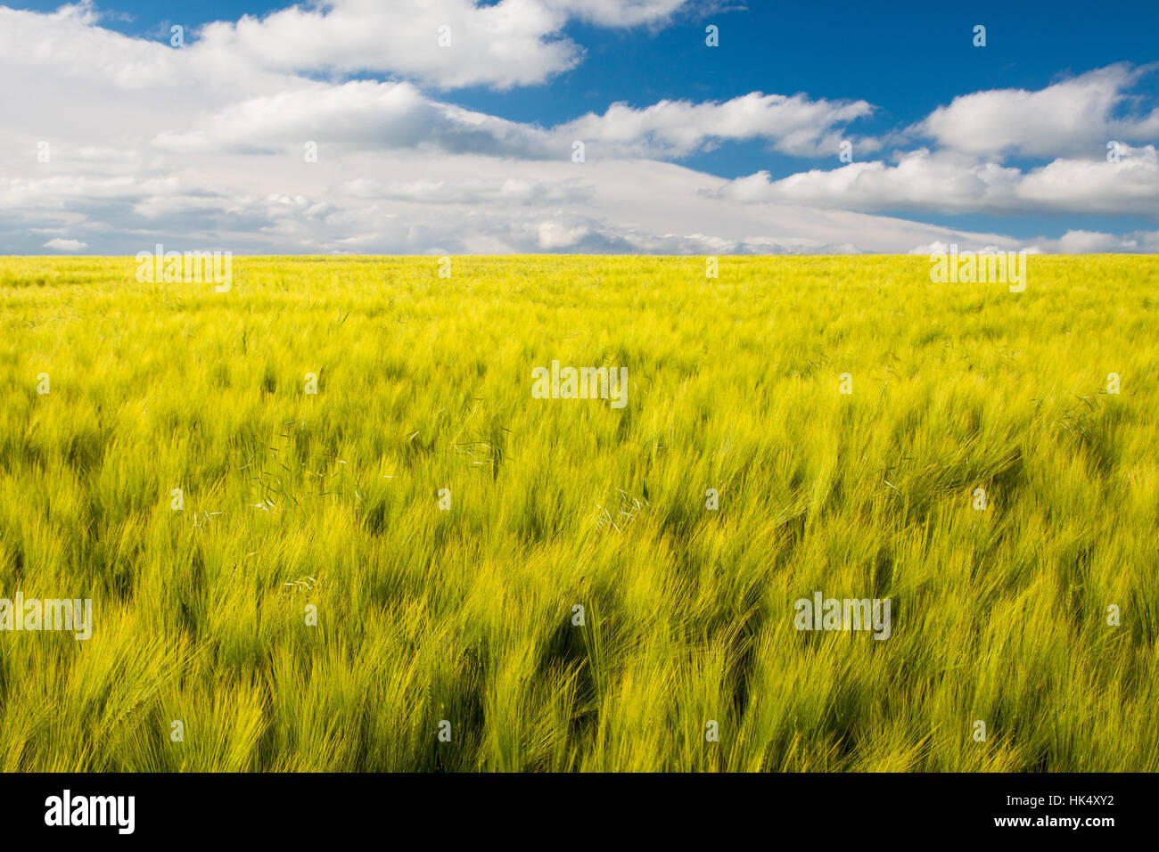 agriculture, farming, grain field, barley, culture landscape, cereal ...