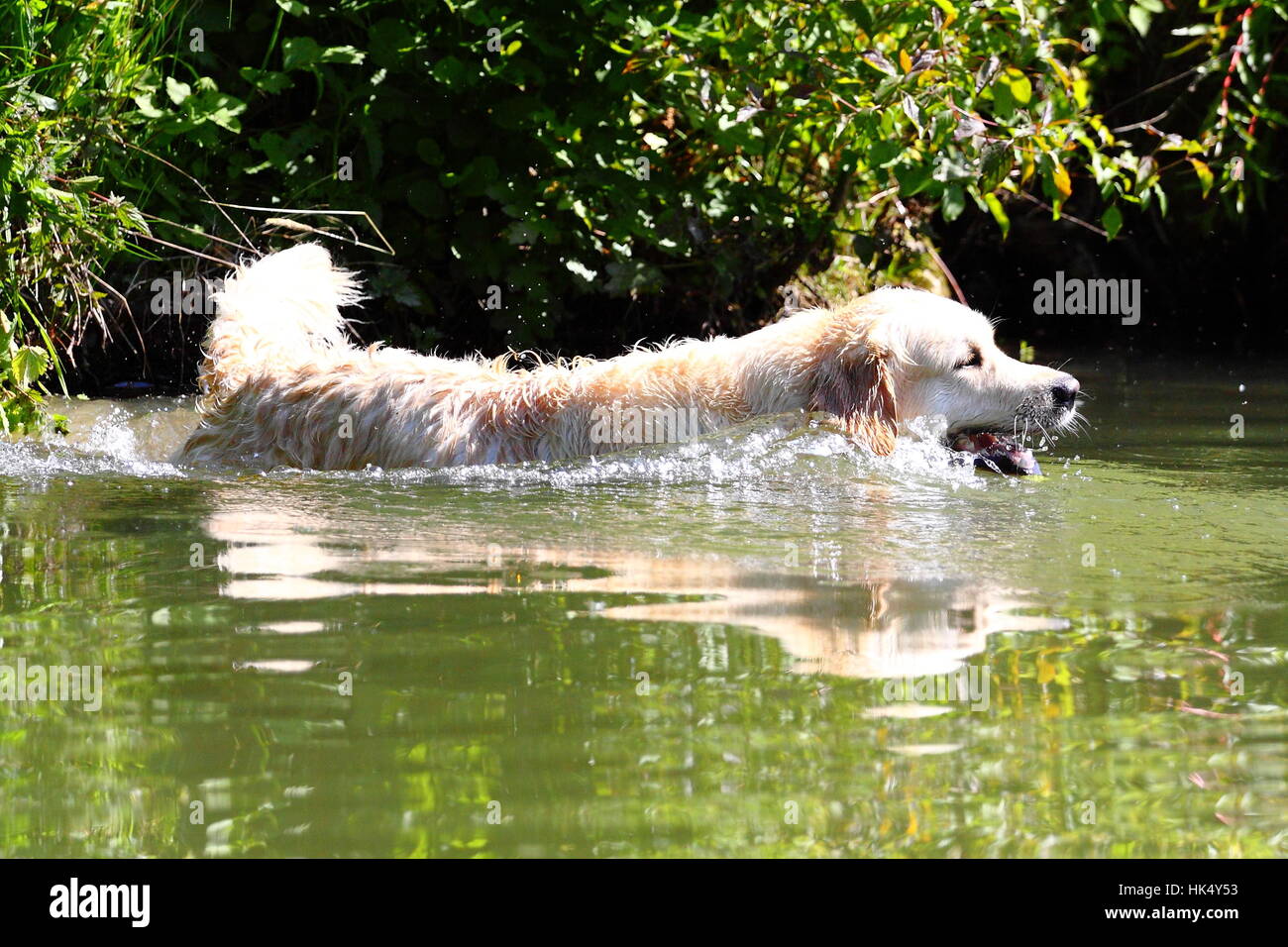 dog, spring, bouncing, bounces, hop, skipping, frisks, jumping, jump ...