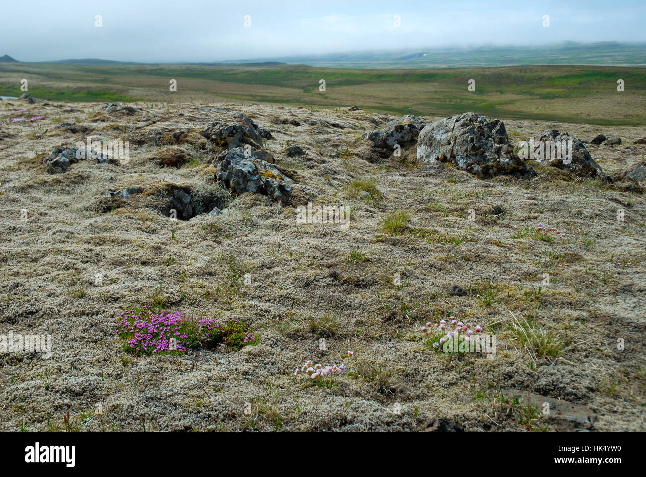 Ancient moss covered landscape. Iceland Stock Photo - Alamy