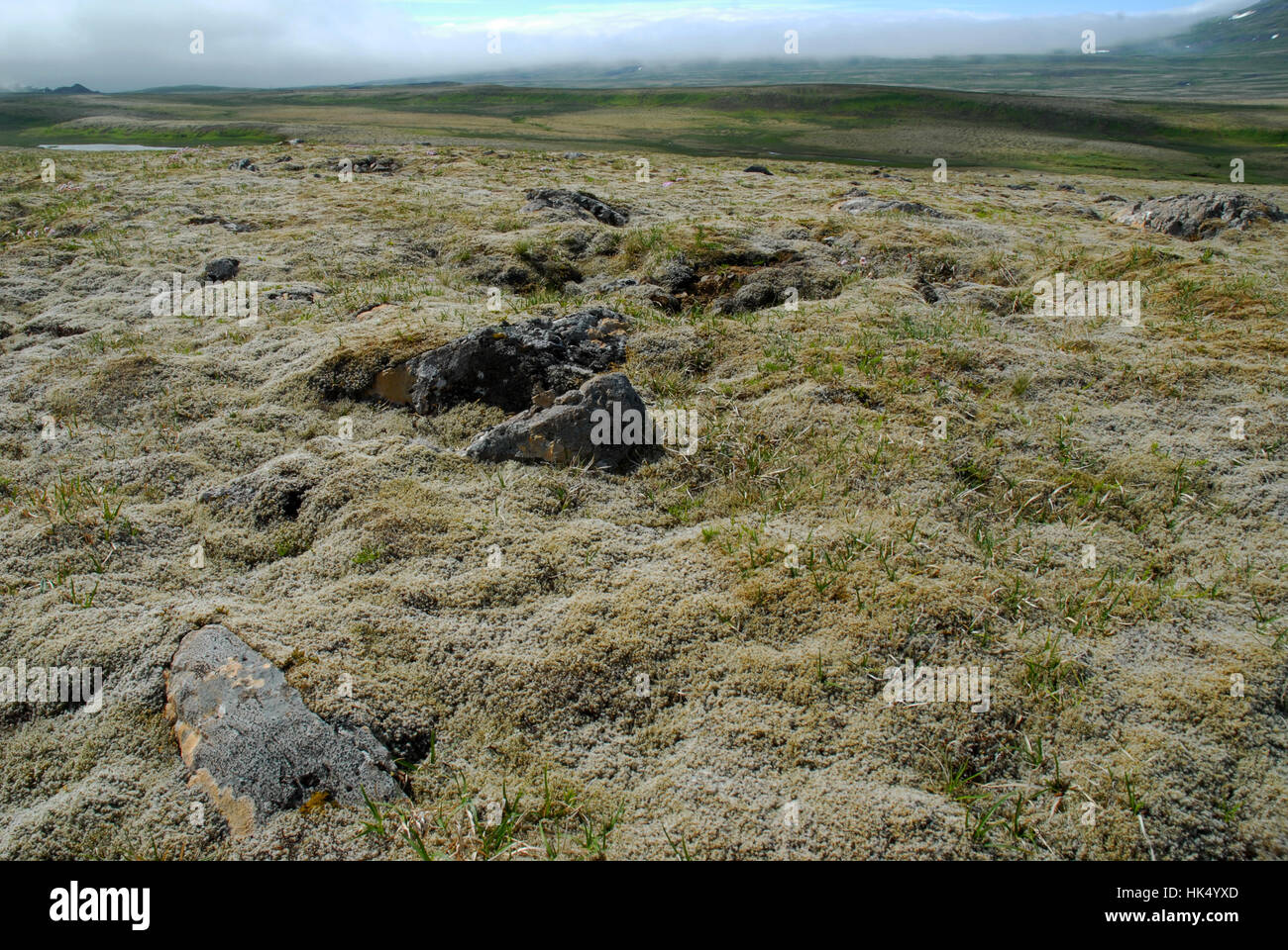 Ancient moss covered landscape. Iceland Stock Photo - Alamy