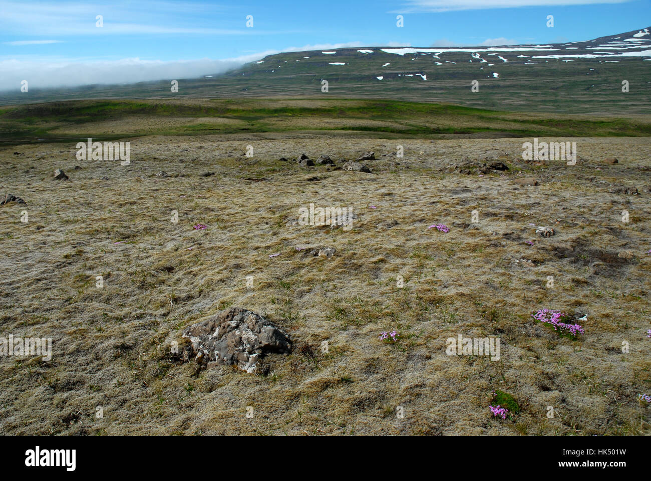 Ancient moss covered landscape. Iceland Stock Photo - Alamy