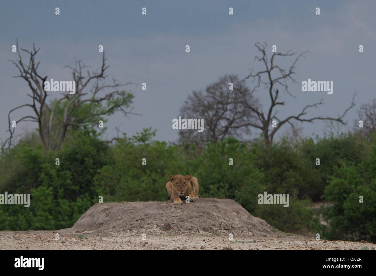 namibia, lion, cat, big cat, feline predator, lioness, namibia, lion ...