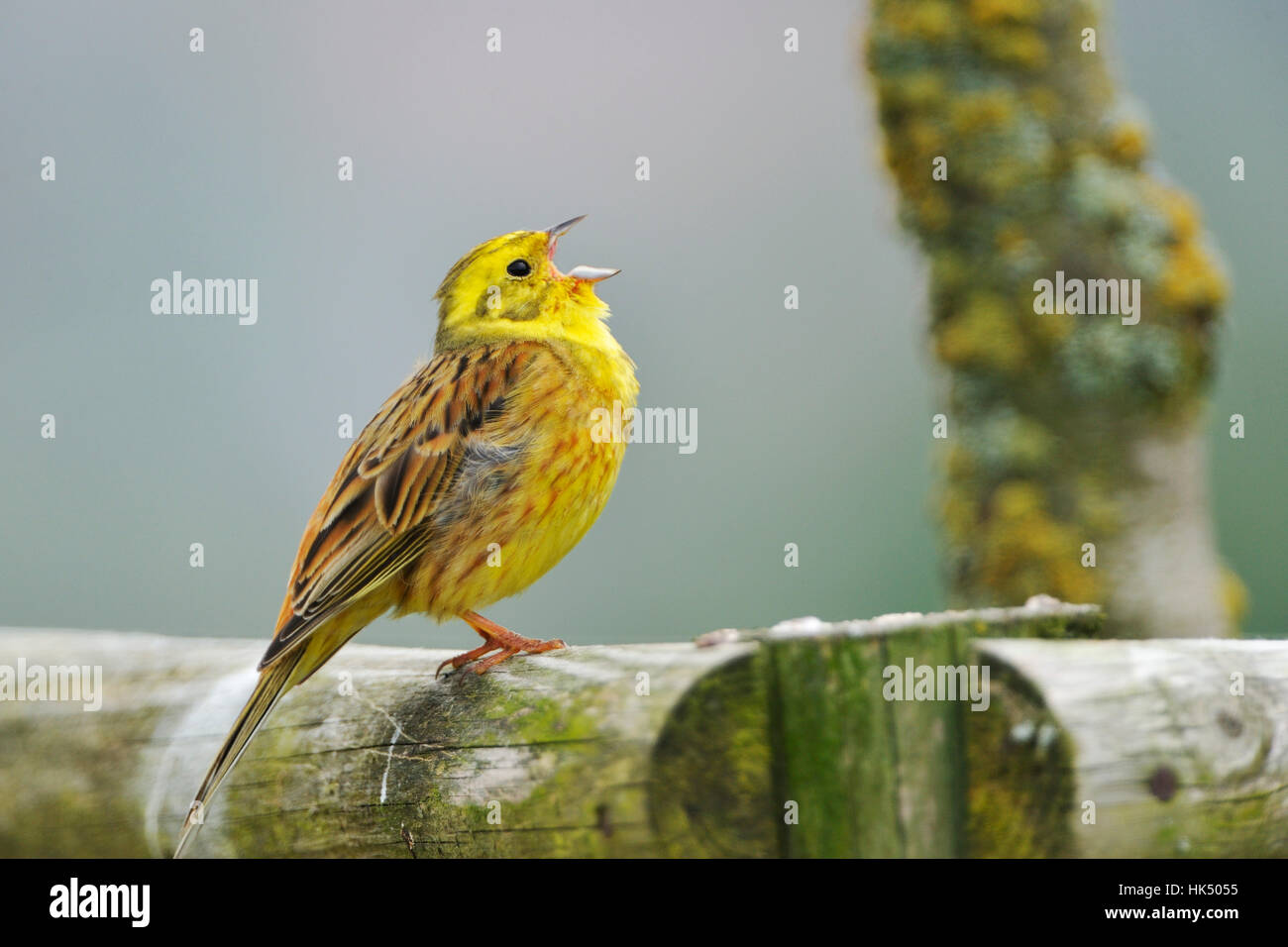 male, sing, singing-bird, bobolinks, yellow, bird, fauna, birds ...