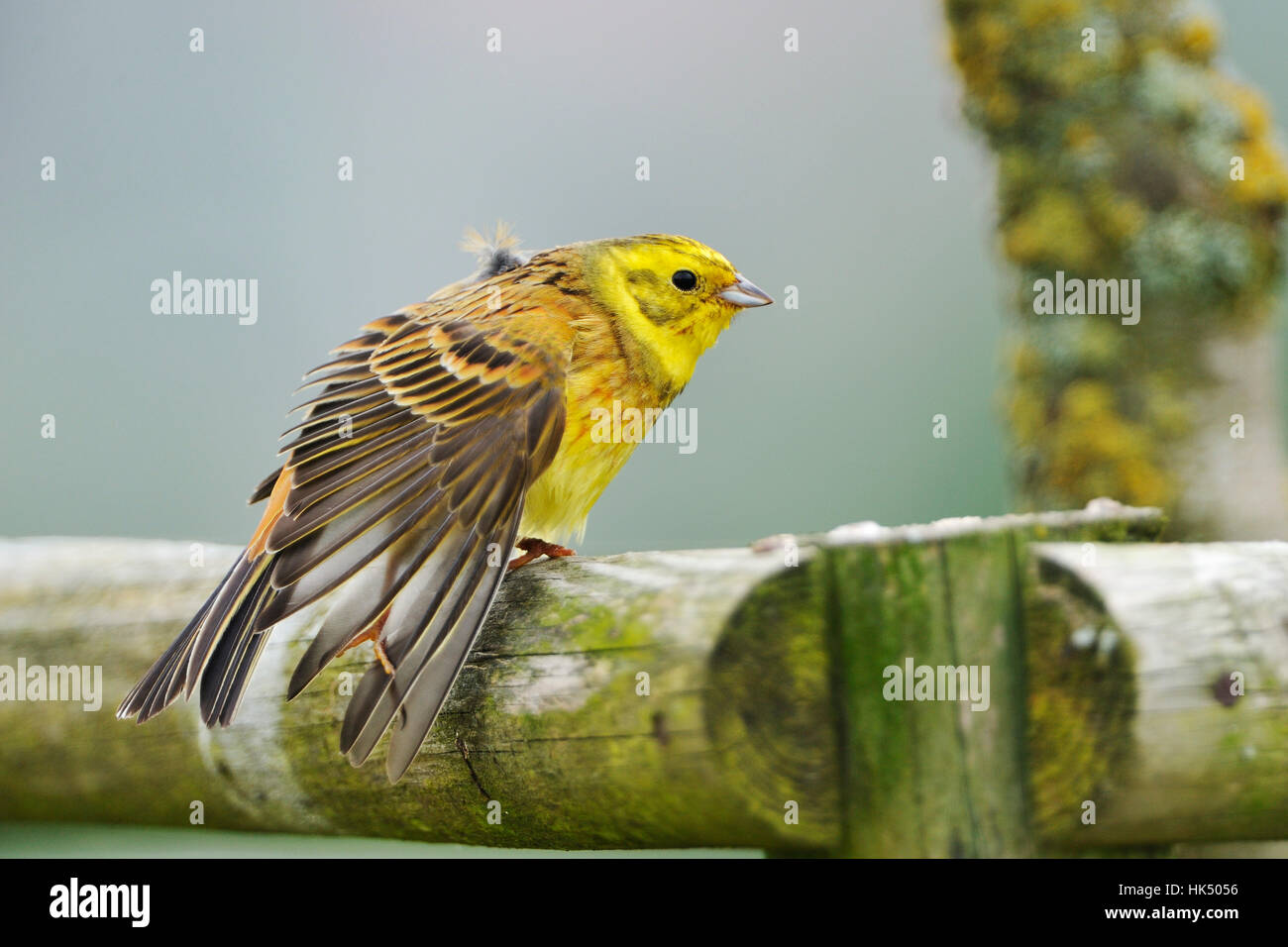 male, sing, singing-bird, bobolinks, yellow, bird, fauna, birds ...