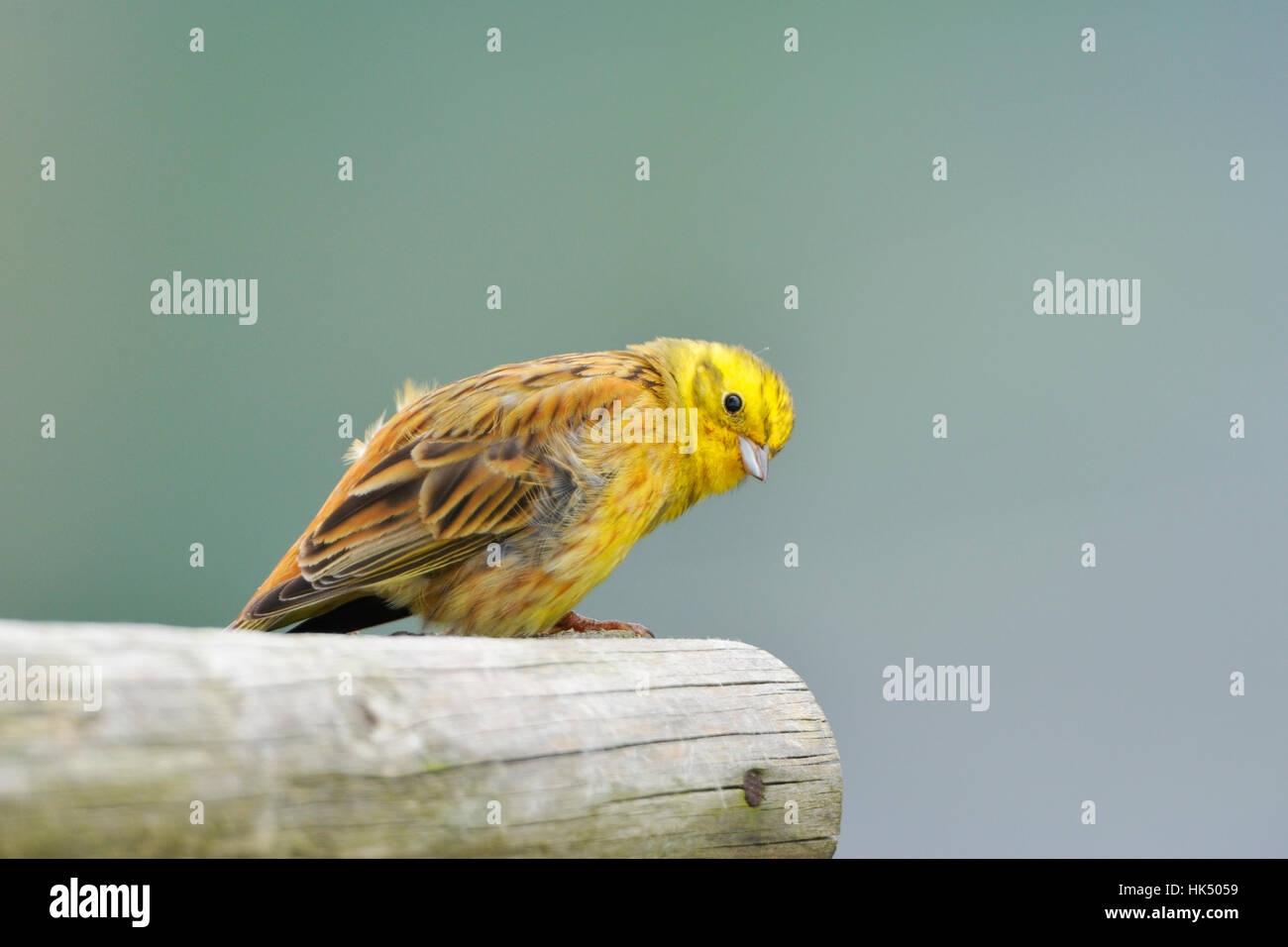 male, sing, singing-bird, bobolinks, yellow, bird, fauna, birds ...