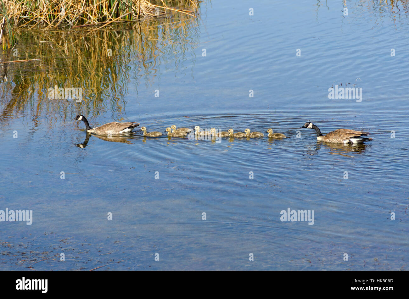 bird, tourism, reflection, duck, vegetation, environment, enviroment ...