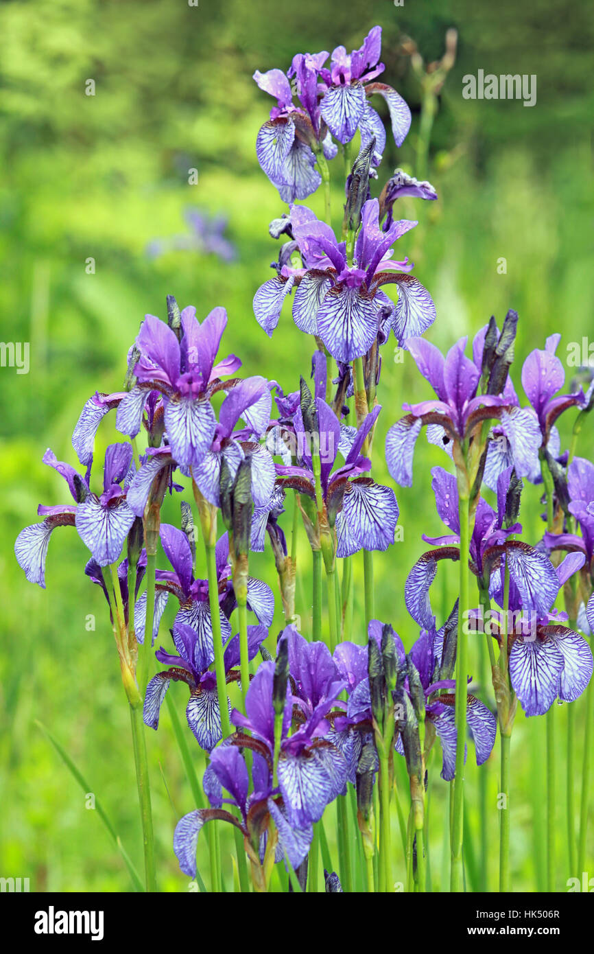 blue, iris, blue, green, flora, botany, decorative plant, vegetation ...