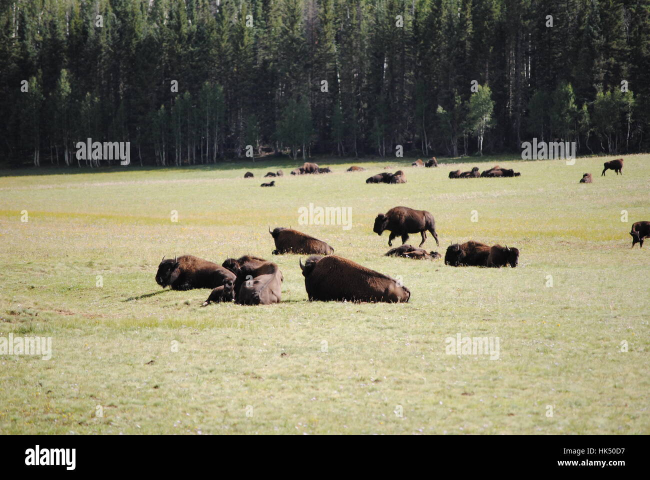 Buffalo park arizona hi-res stock photography and images - Alamy