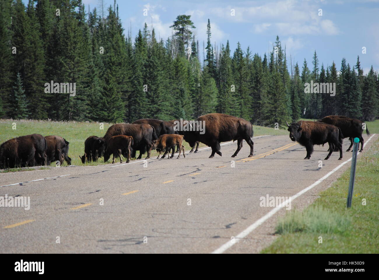 Buffalo park arizona hi-res stock photography and images - Alamy