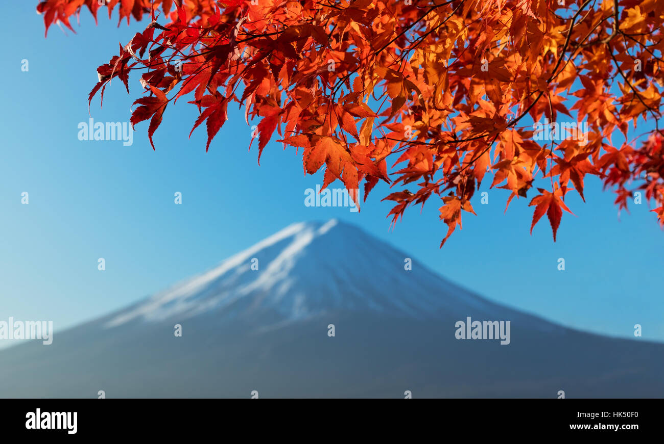 Autumn maple leaves with mount Fuji at lake kawaguchiko, Japan Stock Photo - Alamy