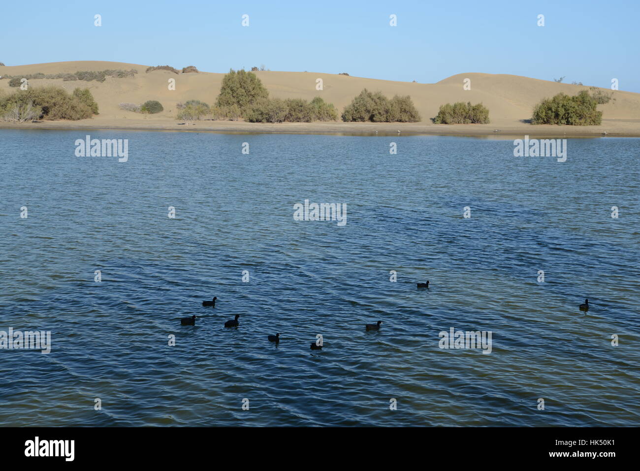 dunes, dune, dene, lagoon, denes, nature, atlantic ocean, salt water ...