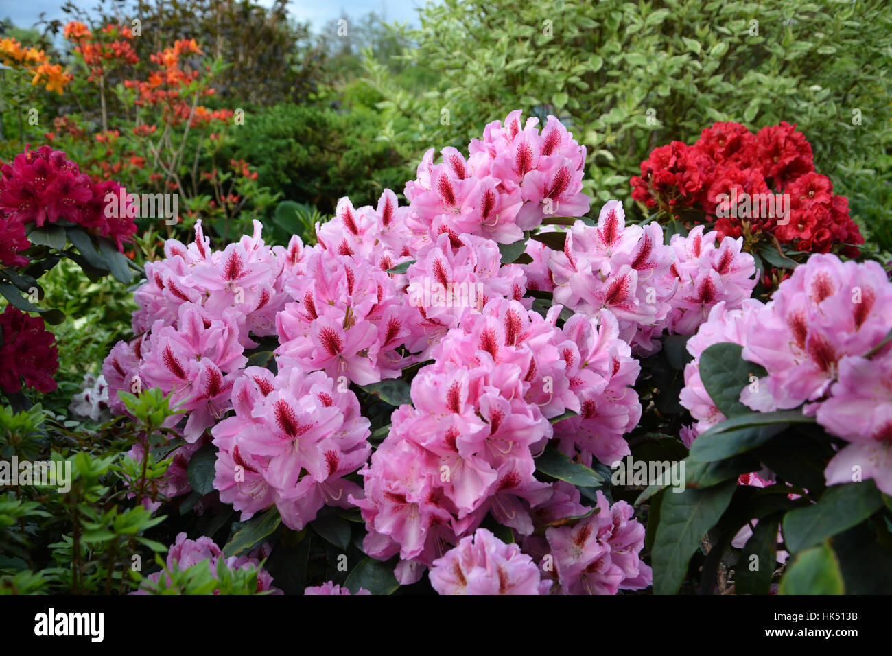 rhododendron & azalea Stock Photo - Alamy