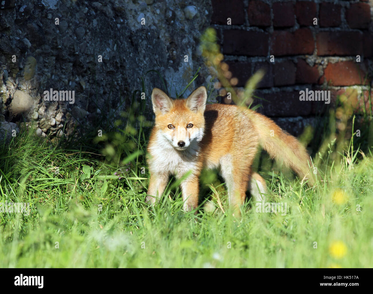 hunter, young animal, rabies, fox, den of a fox, game, tournament, play ...