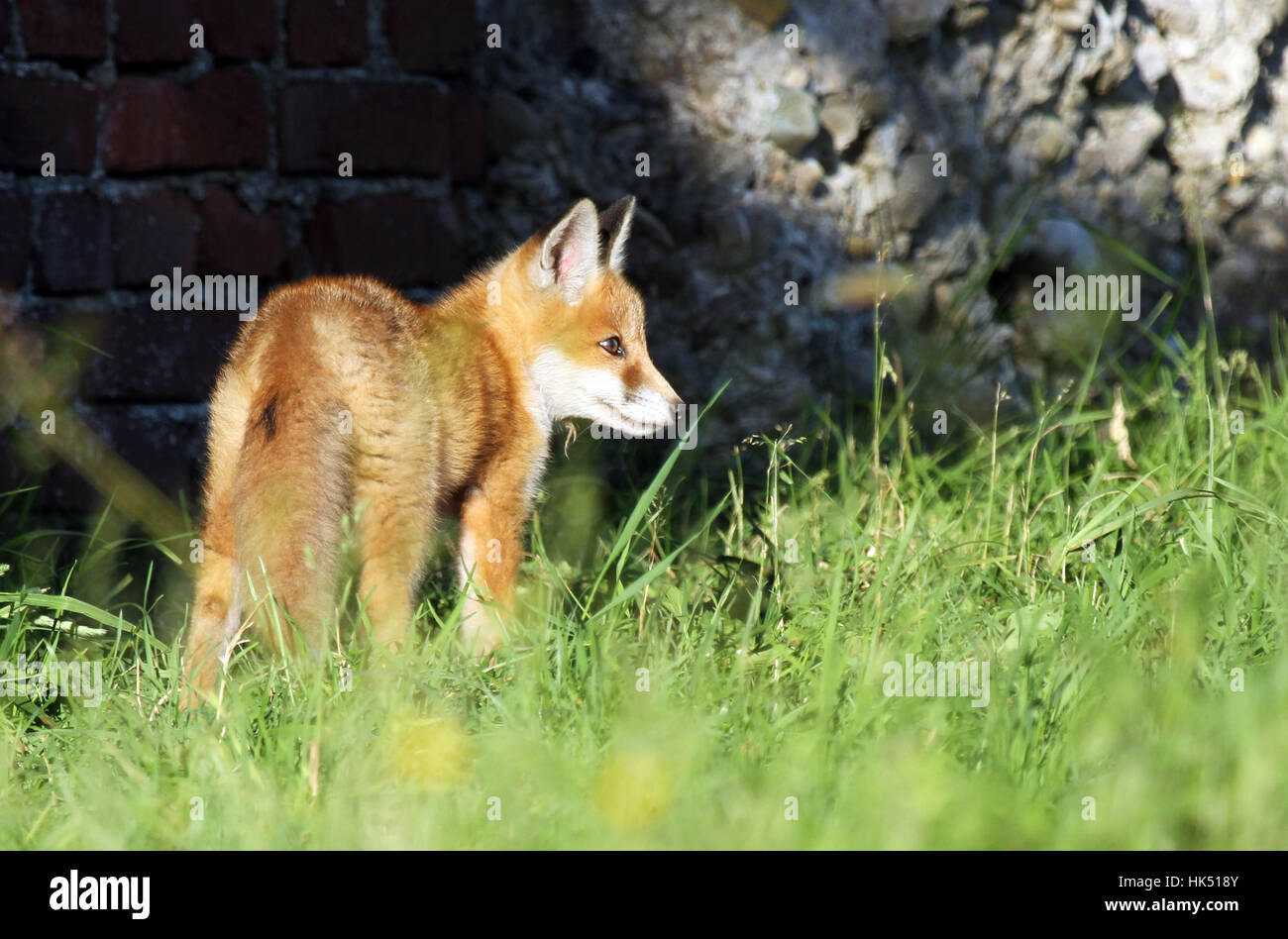 young red fox Stock Photo - Alamy