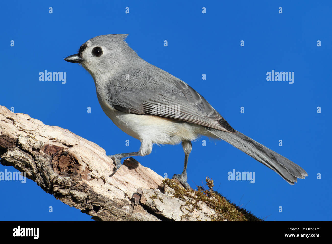 blue, animal, bird, fauna, wild, birds, wing, feathers, wildlife ...