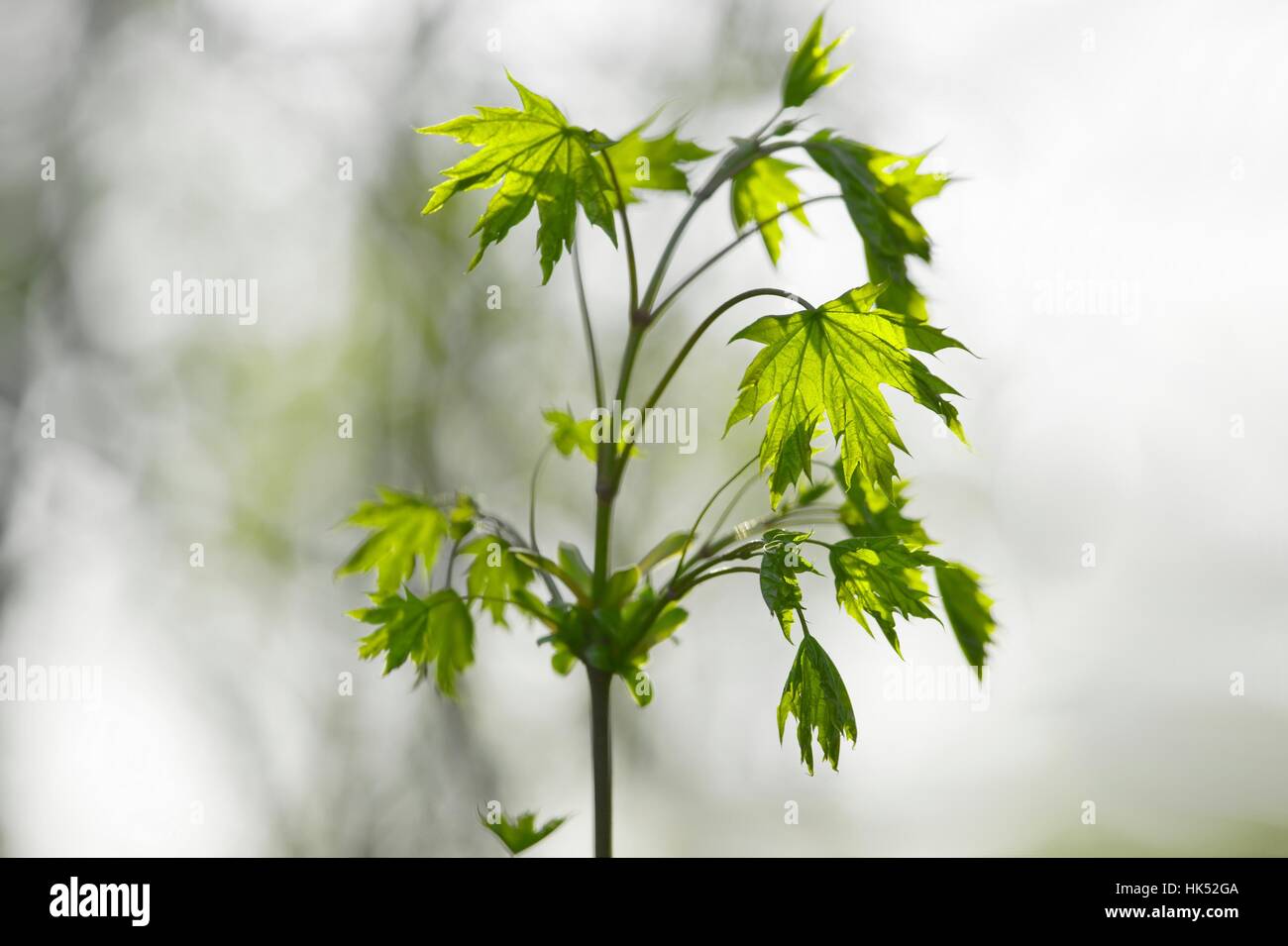 leaf, leaves, growth, grow, young, younger, lawn, green, foliage, plant ...